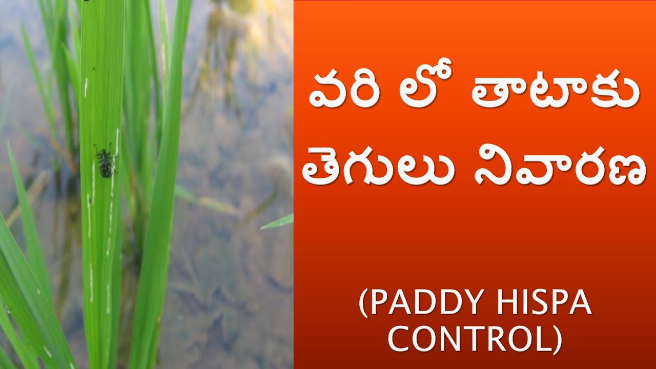 VARILO THATAKU TEGULU NIVARANA |HOW TO CONTROL RICE HISPA | FUTURE TECH ...