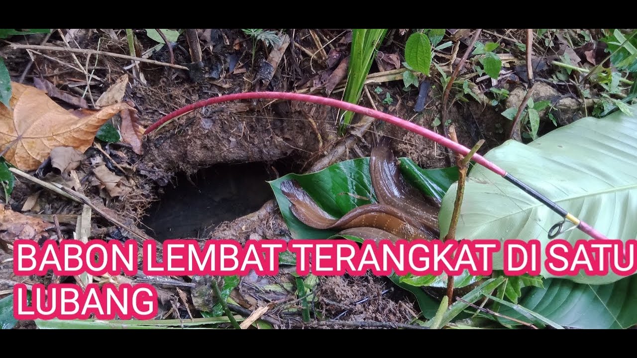 MEMANCING IKAN LELE LEMBAT DI LUBANG TERGANAS - YouTube