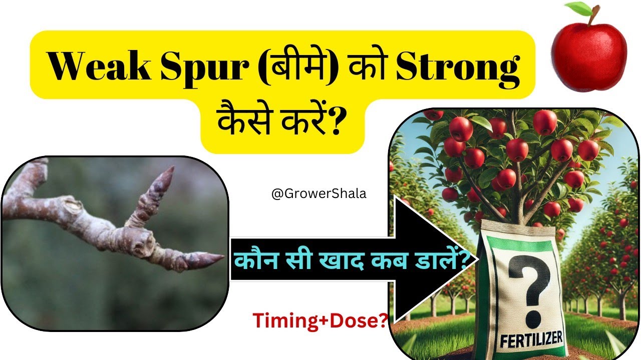 How to Develop Strong Spurs in Apple Trees | Leaf Fall me Kaun sa Fertilizer and Dose? - YouTube