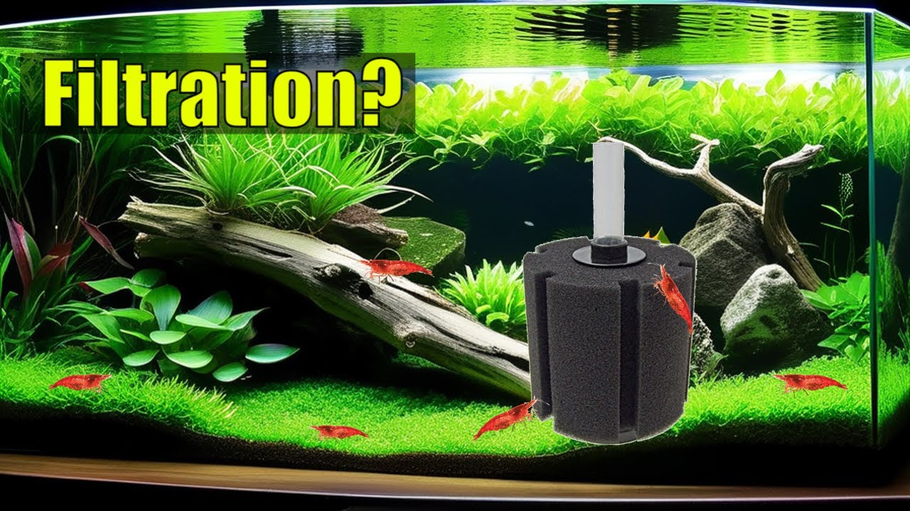 Do Cherry Shrimp Need a Filter? | Pros, Cons & Safe Setup Tips - YouTube