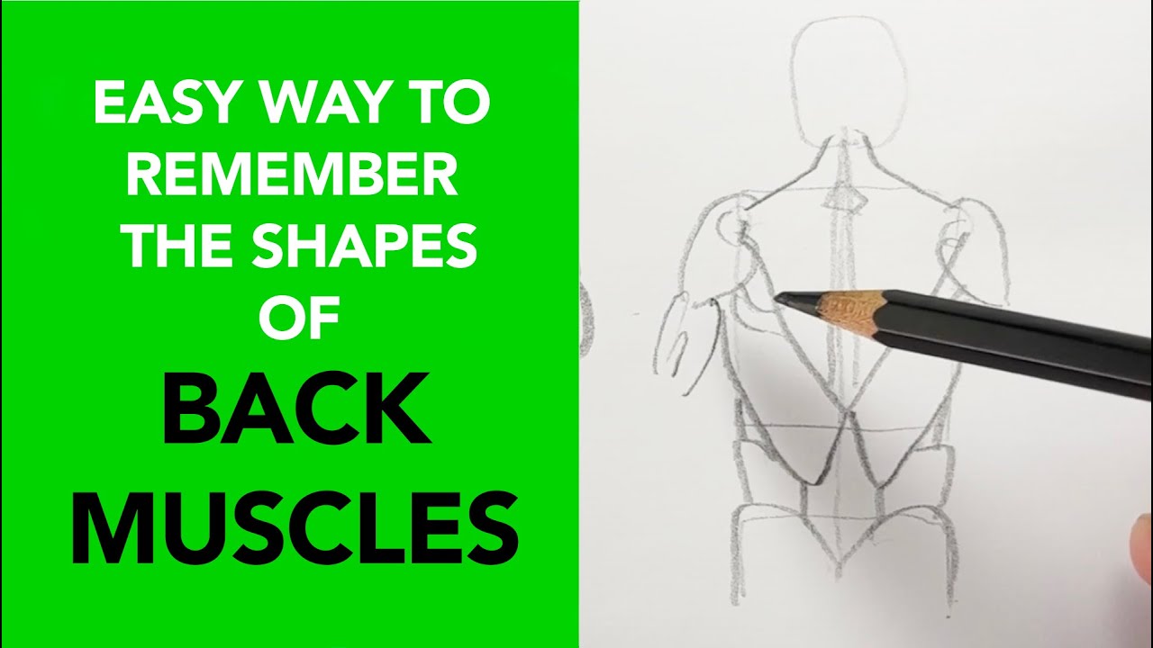A Simple Trick to Remember the Back Muscles (For Realistic Drawing ...