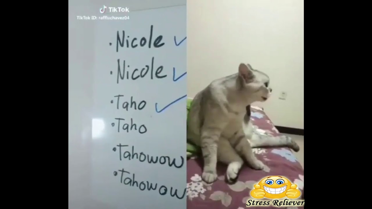 FUNNY TALKING CATS AND DOG - YouTube