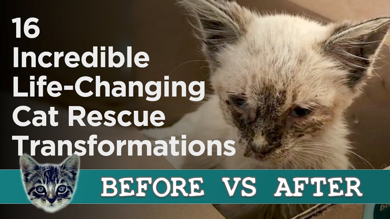 Rescue Cats Before And After Adoption - Heartwarming Pictures Of Lives ...