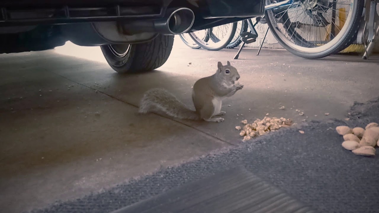 Thursday Squirrels Stories - YouTube