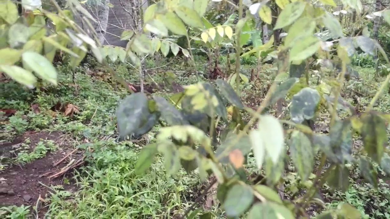 Embun Jelaga si hitam perusak tanaman - YouTube