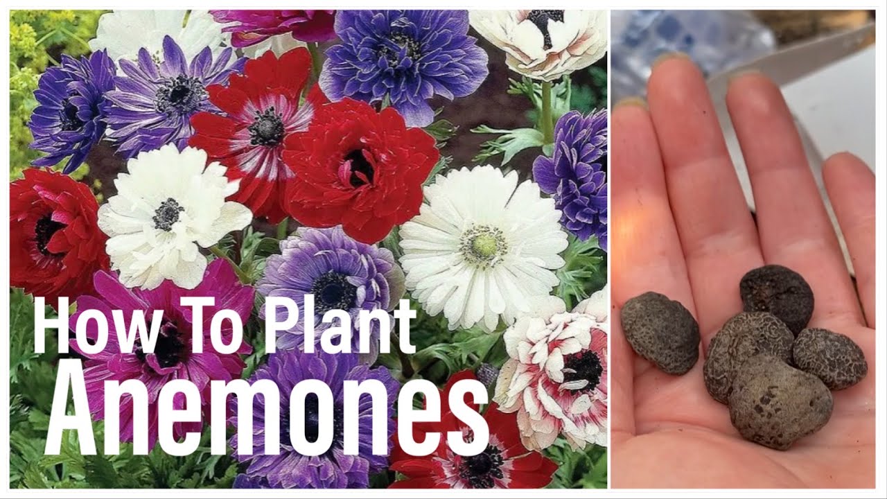 How To Plant Anemone Flower Bulbs! | Gardening Tips! | Simple ...