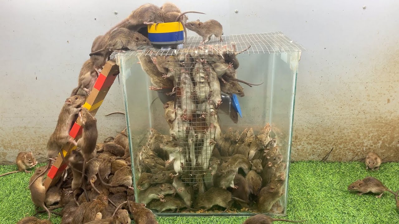 The world's leading mousetrap/How to trap mice from the best plastic ...