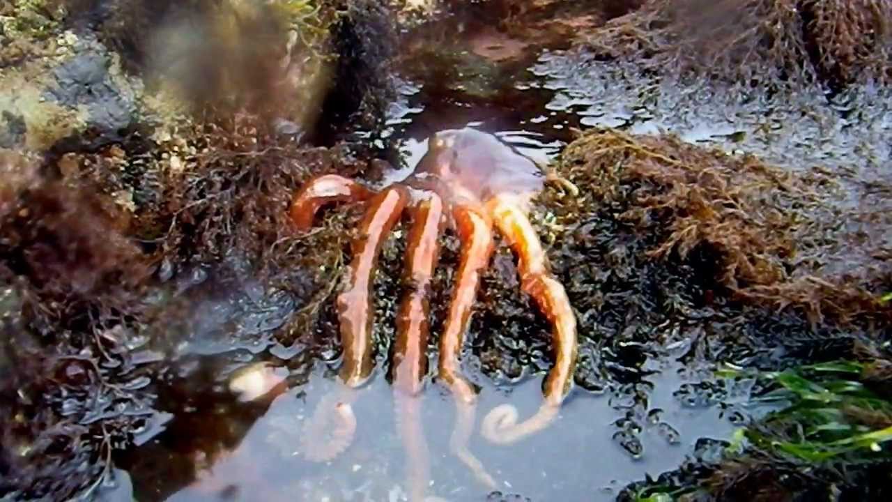 Red Octopus (Octopus rubescens) escaping through a tide pool - YouTube