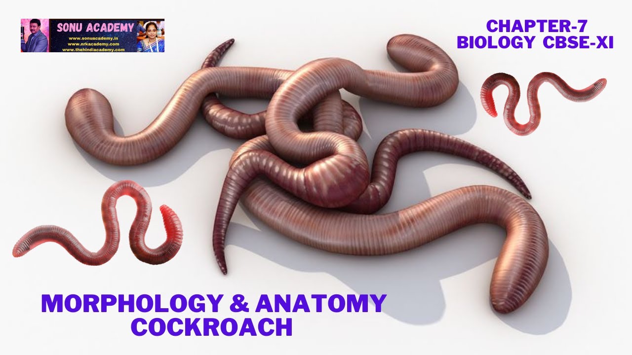 Anatomy Of An Earthworm