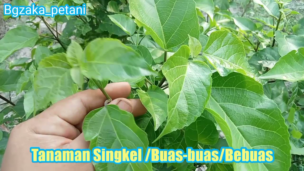 Tumbuhan Singkel, sayuran pucuk singkel/bebuas/buas-buas - YouTube