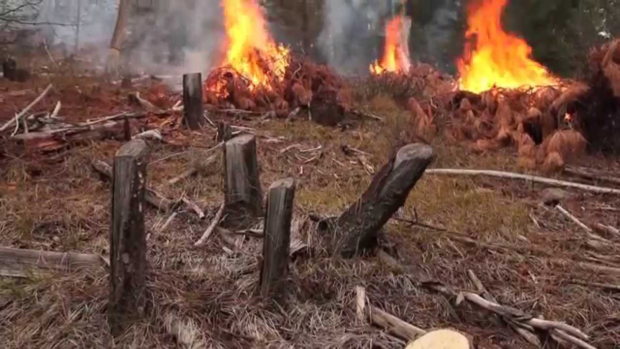 Protecting Forests From Future Mega-Fires - YouTube