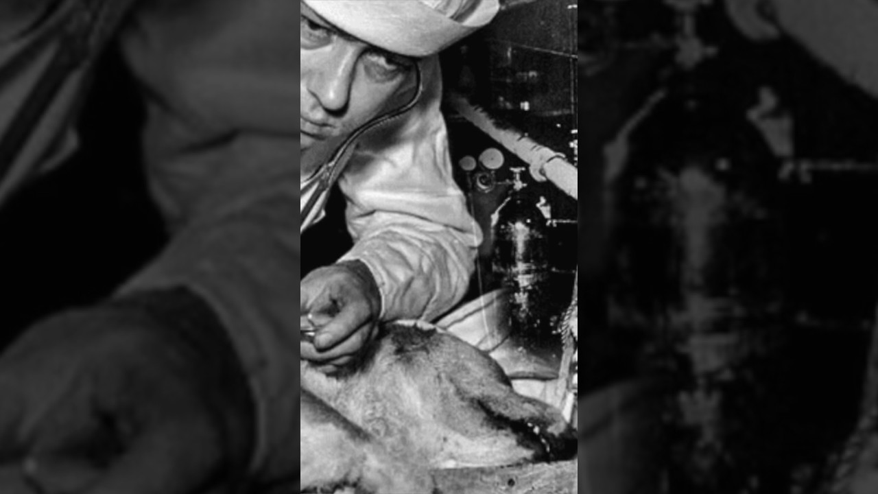 El científico que logró revivir a dos perros - Robert Cornish y sus ...