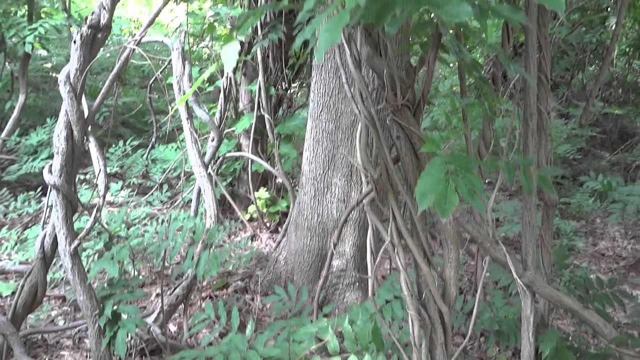 The Interconnectedness of Trees - YouTube