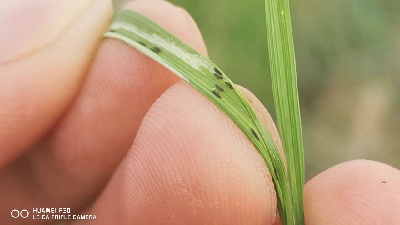 ទ្រីបបំផ្លាញស្រូវអាយុ1ខែ!!! 18.5.2020 កំពង់ចាម Thrips damaged on rice ...