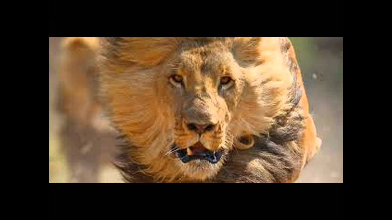 De Prooi The Prey - YouTube