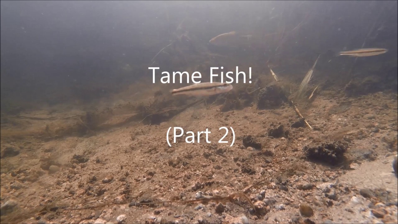 Tame fish (Part 2) - YouTube