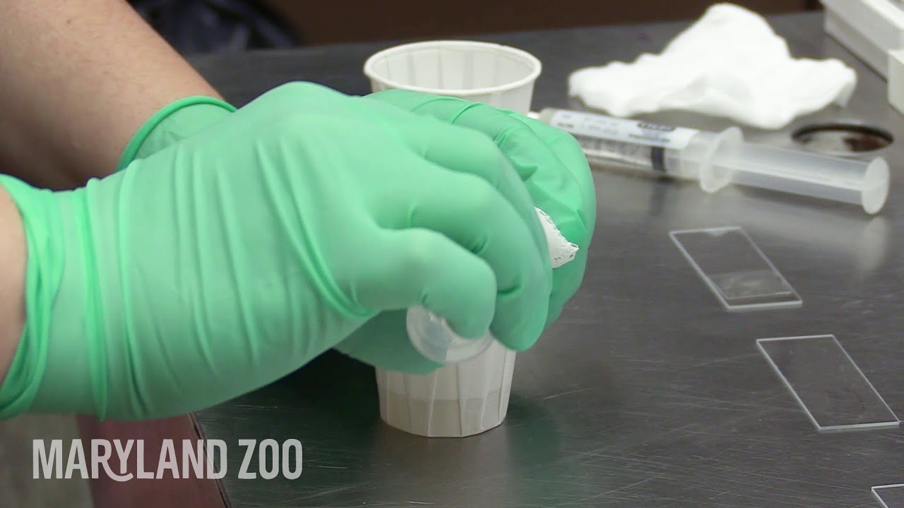 The Scoop on Poop: Monitoring Animal Health - YouTube