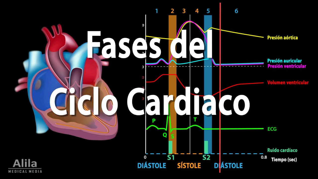 Fases del Ciclo Cardiaco y el Esquema de Wiggers, Animación. Alila ...