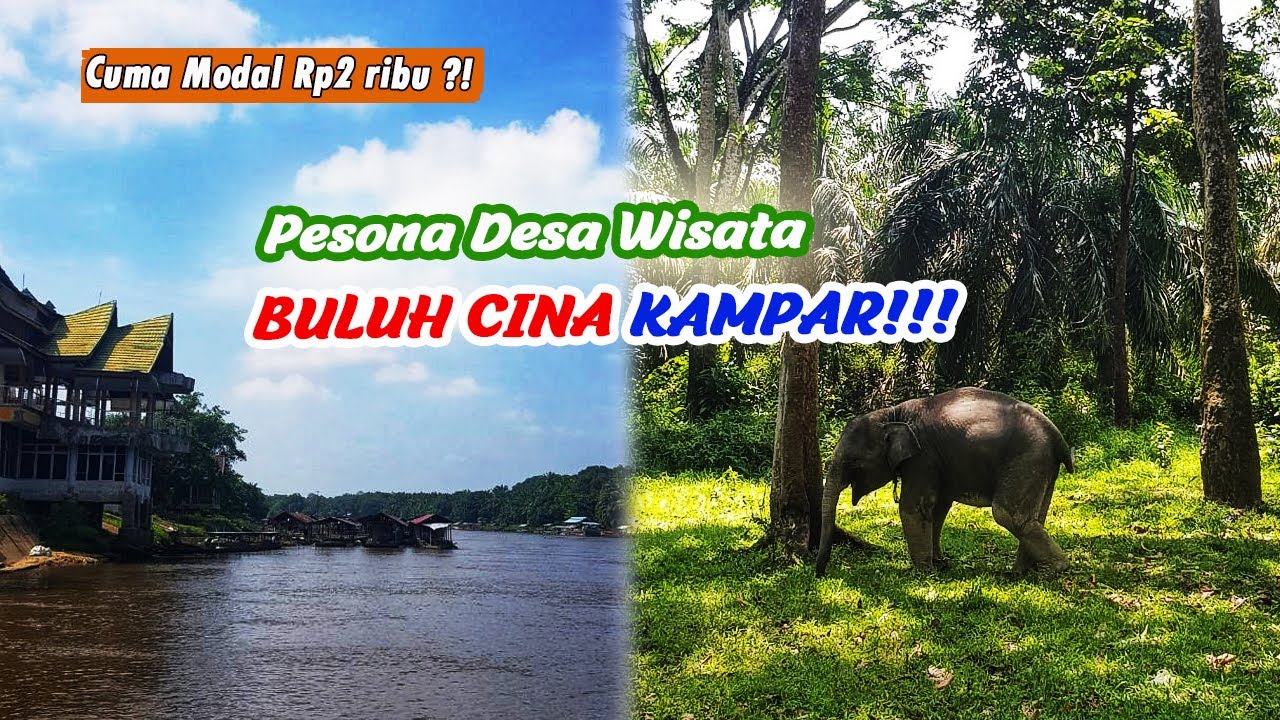 DESA WISATA BULUH CINA RIAU, ADA GAJAH LUCU DAN SUNGAI KAMPAR CANTIK ...
