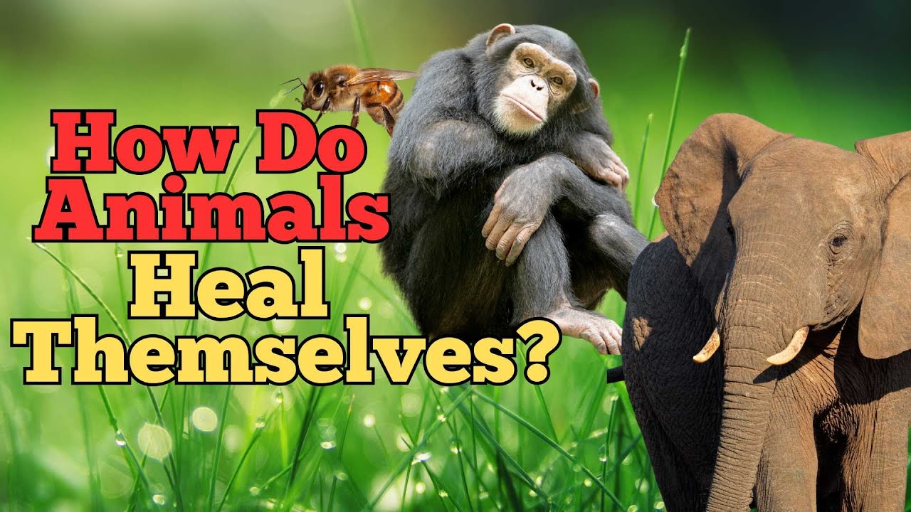 Zoopharmacognosy: Animals as Natural Healers - YouTube