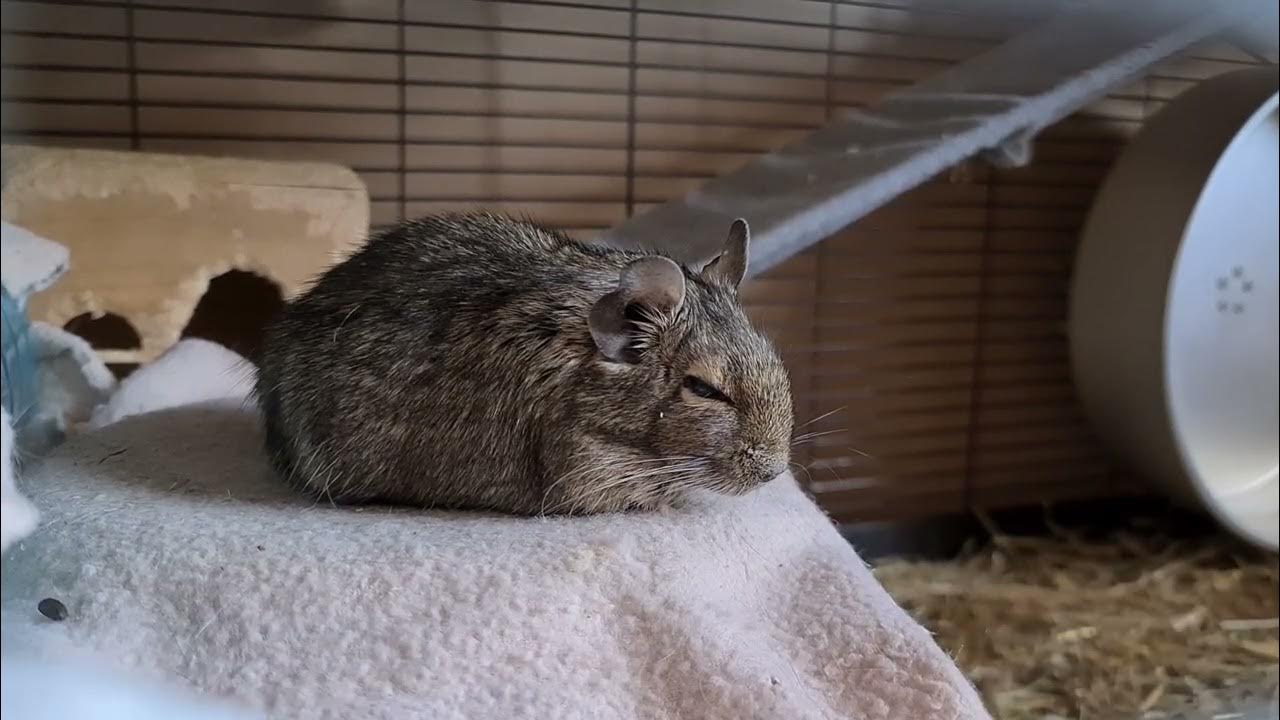 Sleepy degu Inez - YouTube