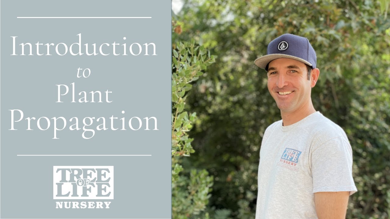 Intro to Plant Propagation - Kevin Alison - YouTube