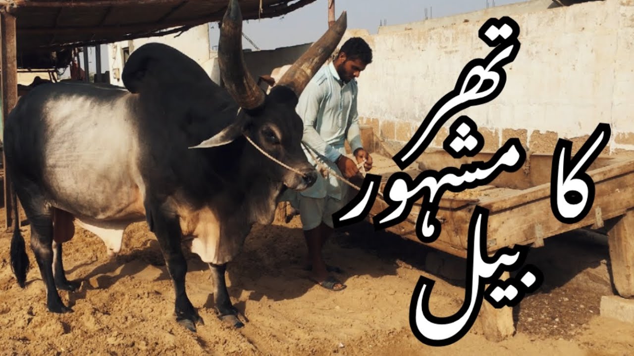 Famous Thar Bull In Karachi Mandi | Shorabgoth Mandi By StoryIn | - YouTube