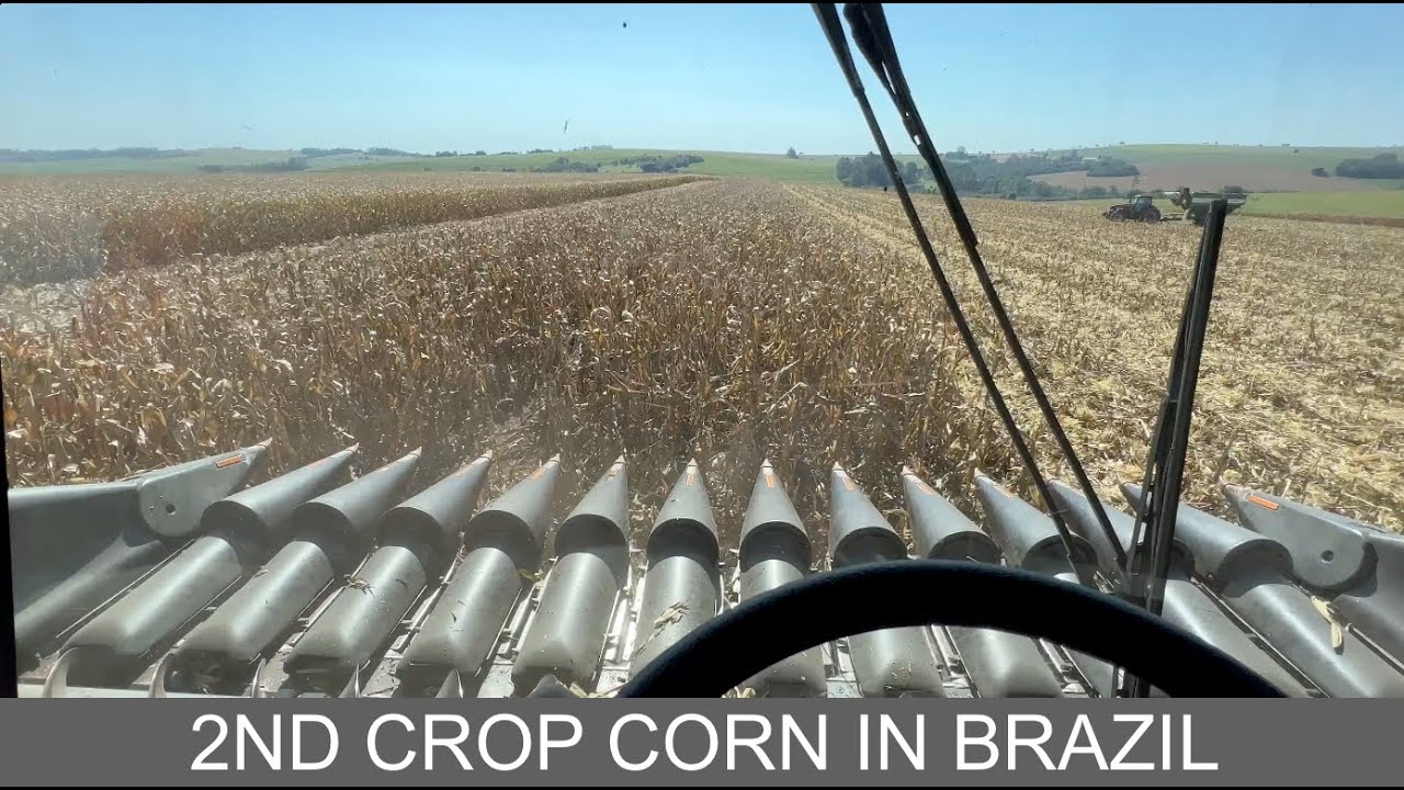 2ND DAY HARVESTING CORN IN BRAZIL - MY CORN WAS GREAT - YouTube