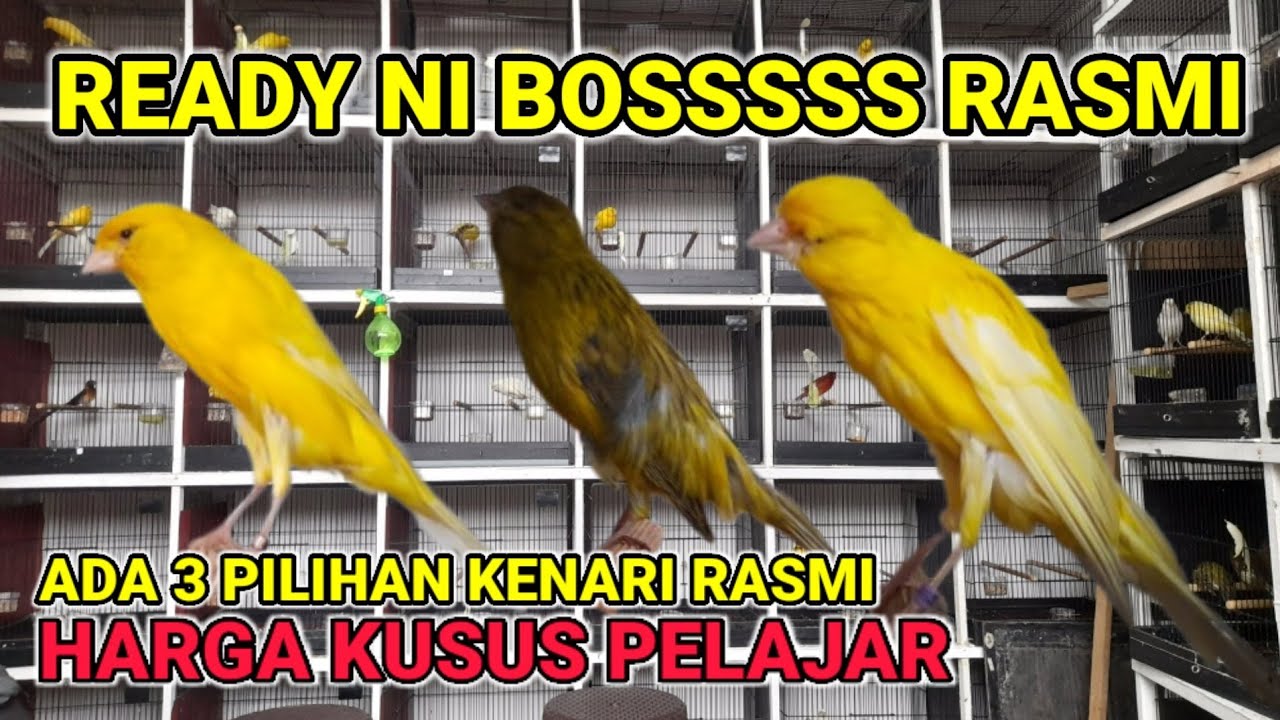 Kenari Rasmi Ready Di Kios PBS Kota Malang #kenari #kenari #kenarirasmi ...