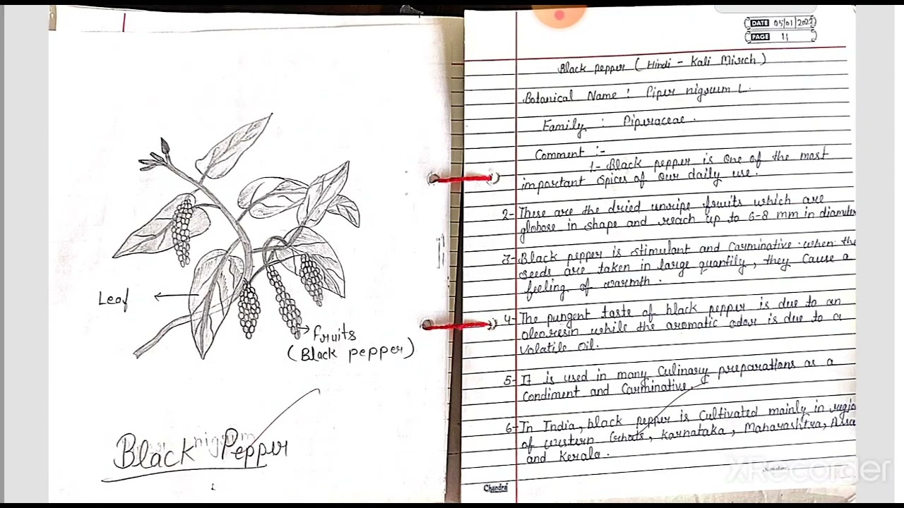 B.Sc 3 year, Botany practical file - YouTube