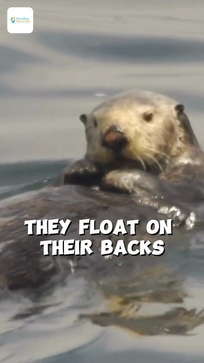 🌊 Meet the Ocean’s Most Adorable Genius – The Sea Otter! 🦦 - YouTube