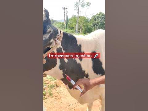 Intravenous injection in Cattle 🐄💉 #shorts Injection Neuroxin - YouTube