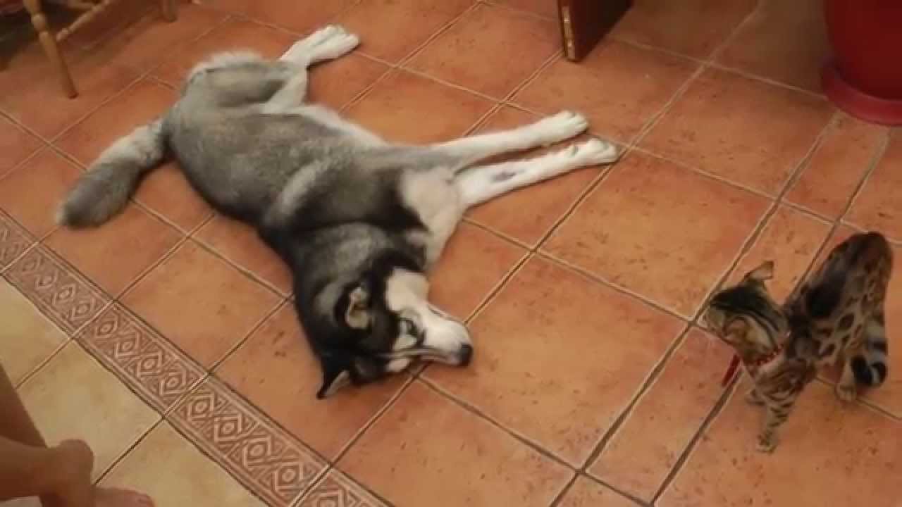 Husky intentando jugar con un gato - YouTube
