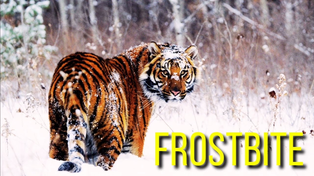 Frostbite — Declan DP Electronic Music [FreeRoyaltyBGM] - YouTube