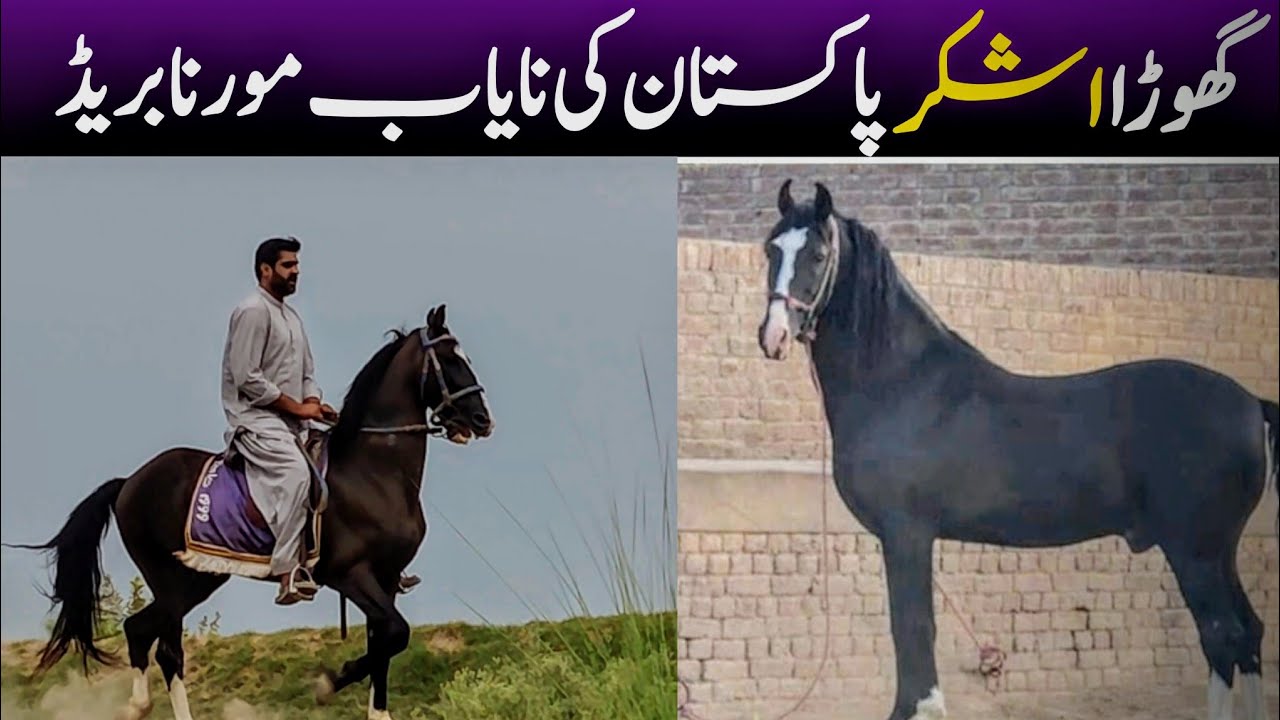 اشکر مورنا World Famous Pakistani Horse Pure Desi Ravi Breed - YouTube