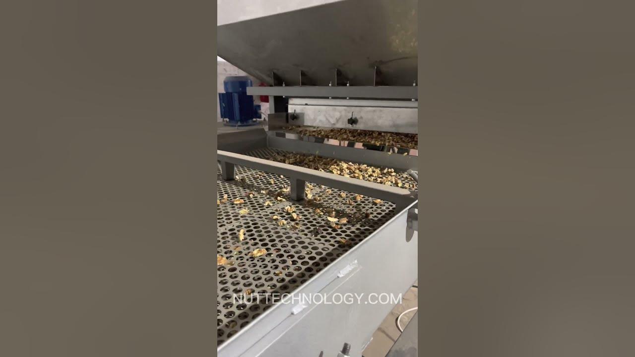 Sorting of walnut kernels. Vibro sieve 1000 kg/h - YouTube