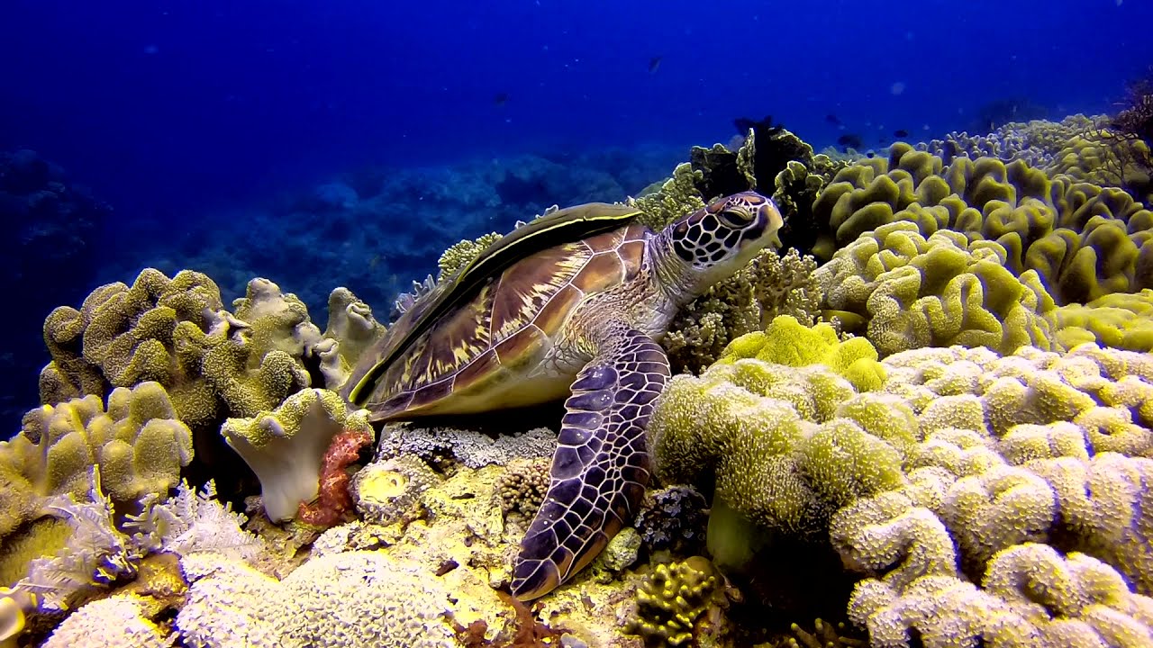 Scuba Diving with turtles in Anda, Bohol, PH 2018 - YouTube