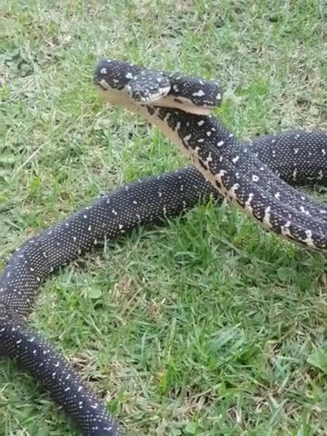 Diamond python in strike mode🐍 - YouTube