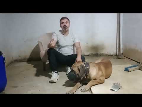 Tosa inu 💪🇹🇷🥰 Türkiye