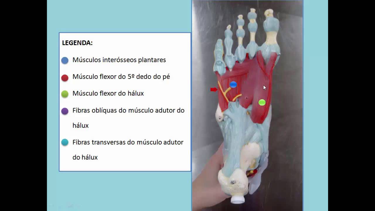 ANATOMIA MUSCULOS PE - YouTube