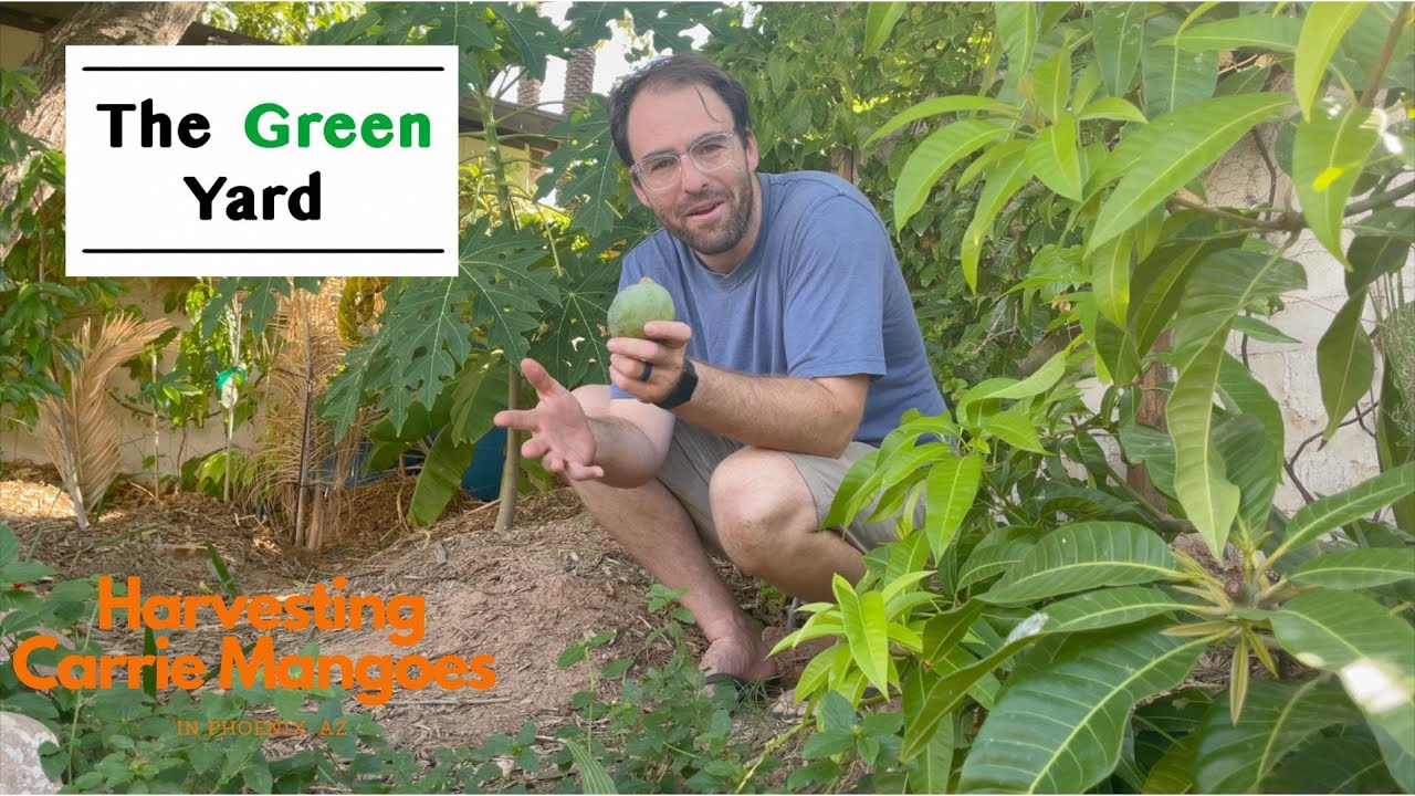 Harvesting Carrie Mangoes in Phoenix, AZ (First Mangoes, Super ...