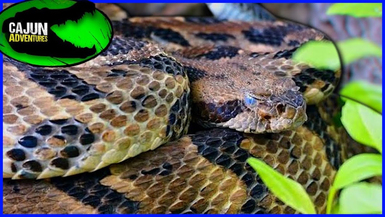 GRUMPY Swamp Rattlesnake! - YouTube