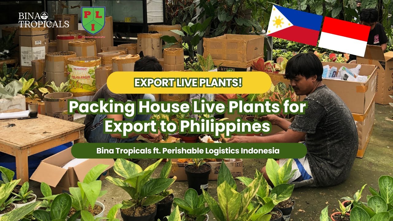 EXPORT LIVE PLANTS - Packing House Bina Tropicals - YouTube