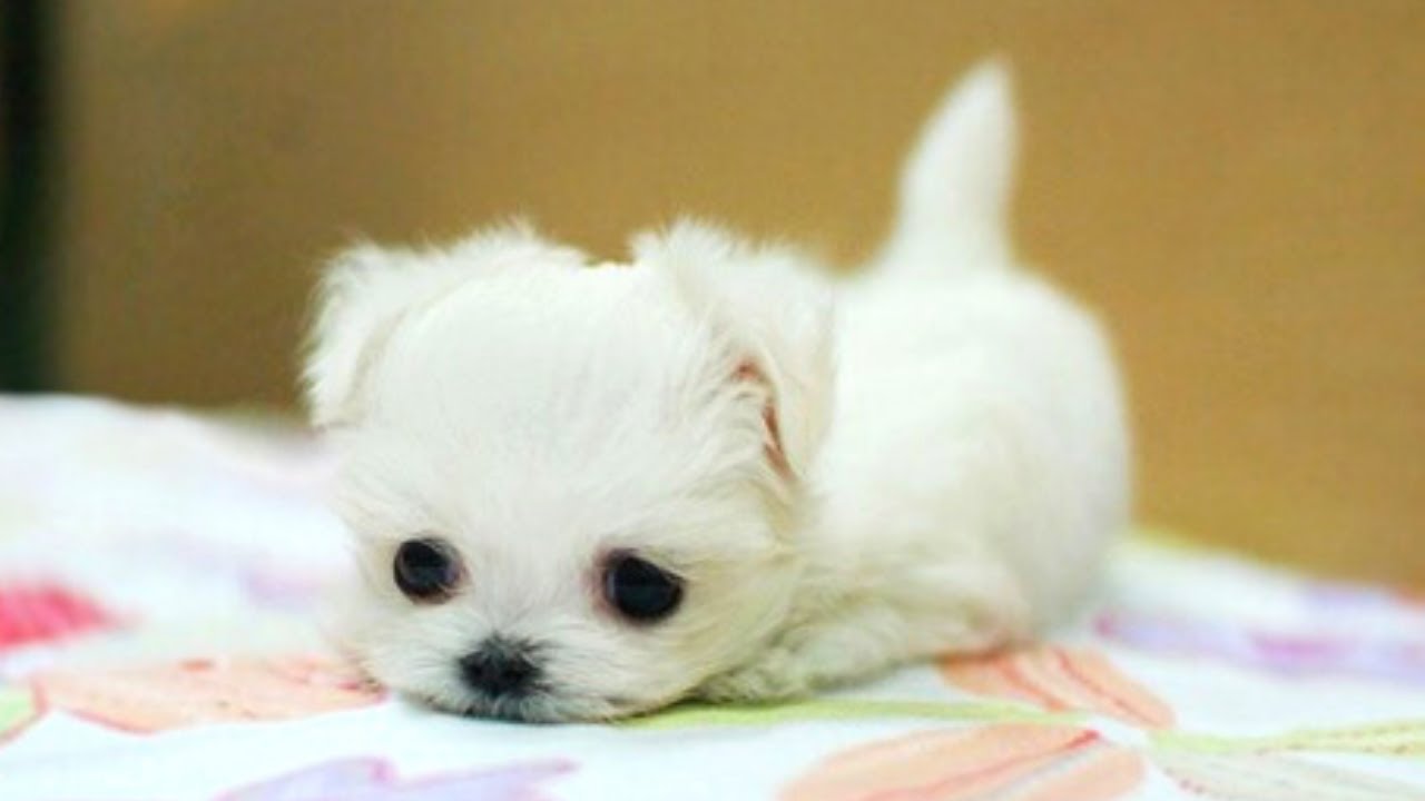 Cute puppies doing funny stuff 🐾 😍 - YouTube