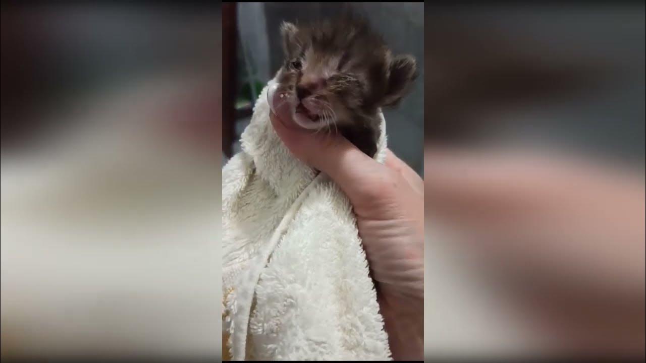 Вот так, день за днём, девочки лечили малышей, деток кошечки Триши ...