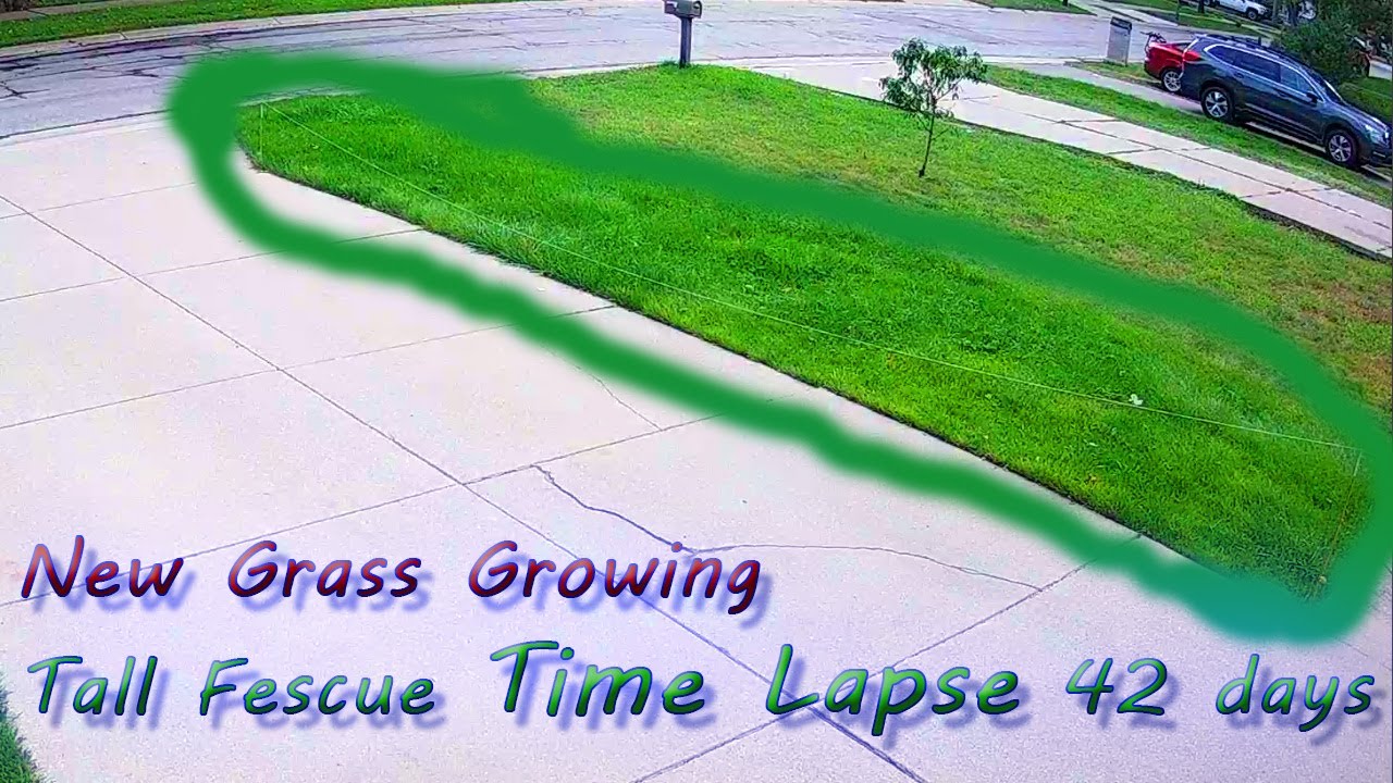 New Lawn Grass Growing from Seed Tall Fescue Time Lapse 42 days - YouTube