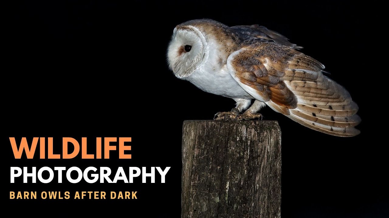 Barn Owl Photography