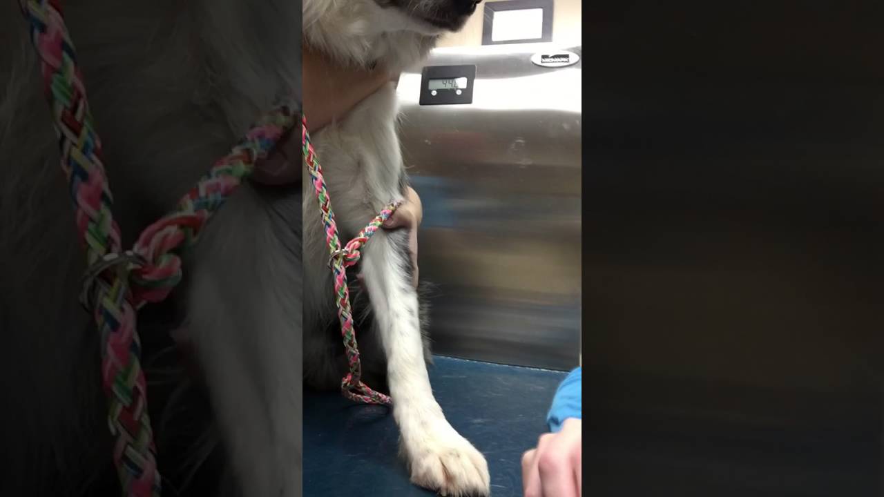 Canine cephalic venipuncture - YouTube