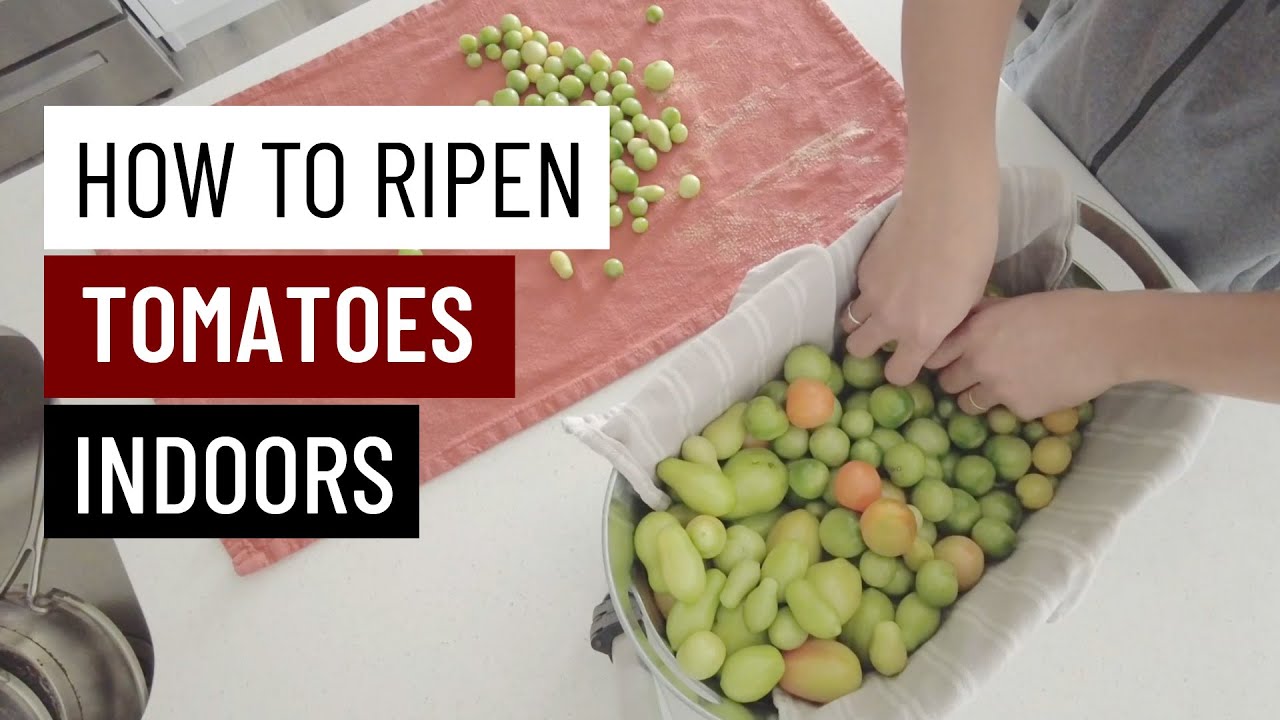 How To Ripen Green Tomatoes Indoors - YouTube