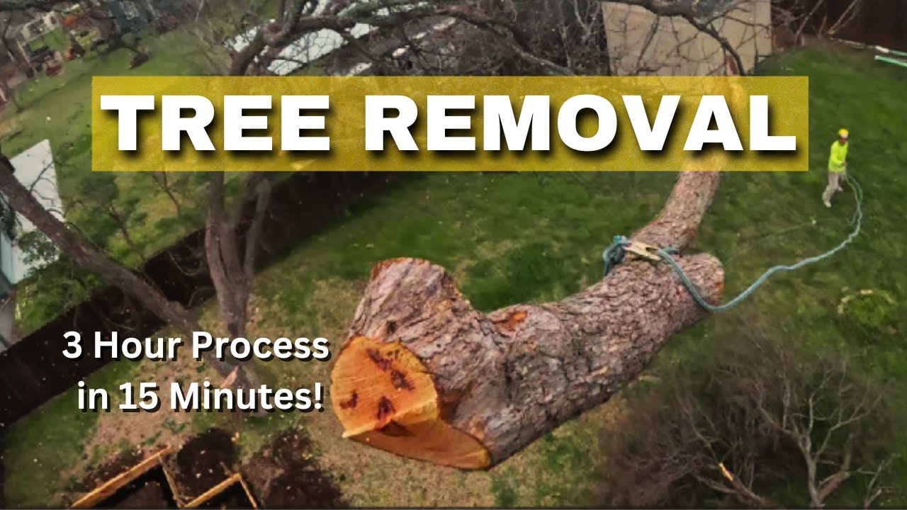 TREE REMOVAL -Liberty Tree Service- (Tree Climbing, Rigging, Chipping ...